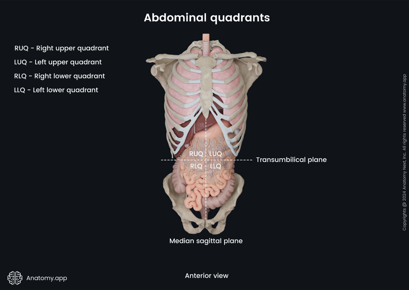 Abdominal quadrants | Anatomy.app