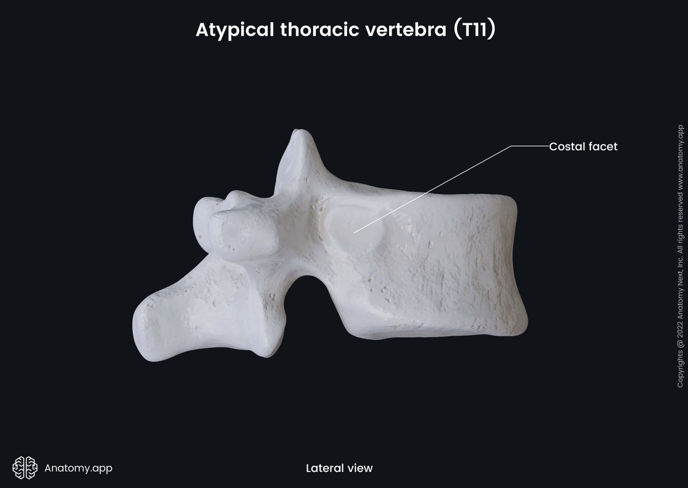 Landmarks of eleventh thoracic vertebra (T11; lateral view) | Anatomy.app