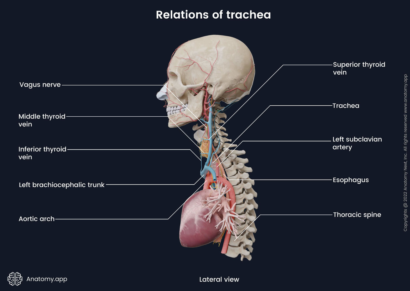 Relations of trachea (lateral view) | Anatomy.app
