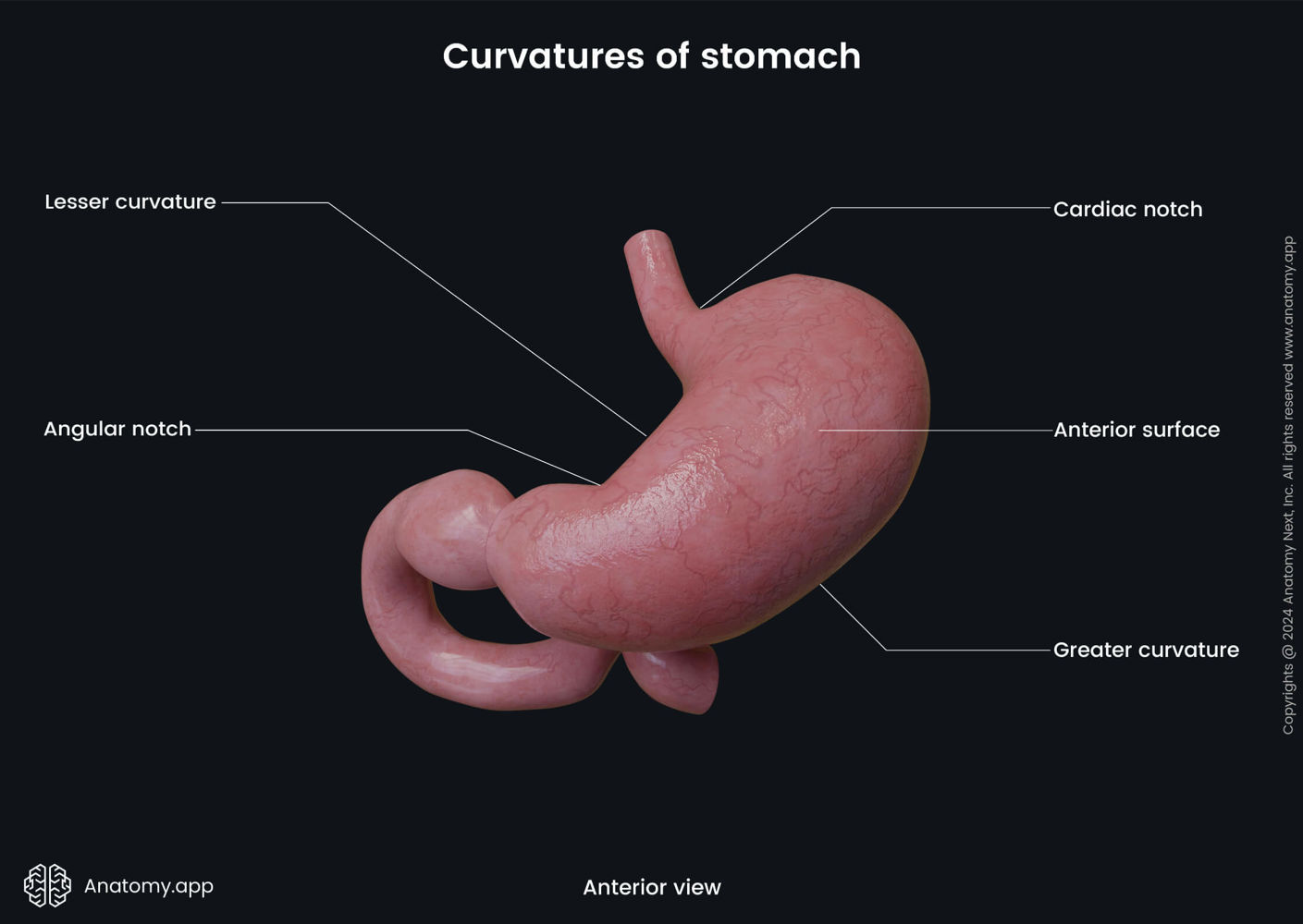 Curvatures of stomach (anterior view) | Anatomy.app