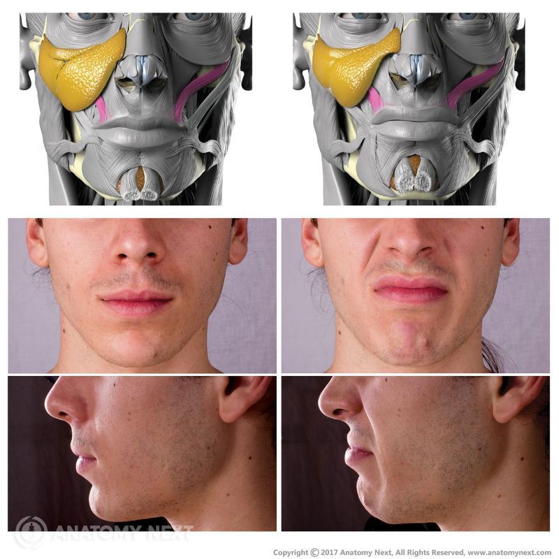 Action of zygomaticus minor | Anatomy.app