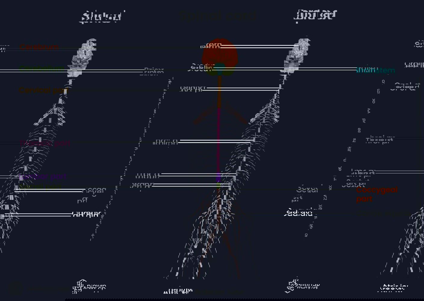 Spinal cord parts | Anatomy.app