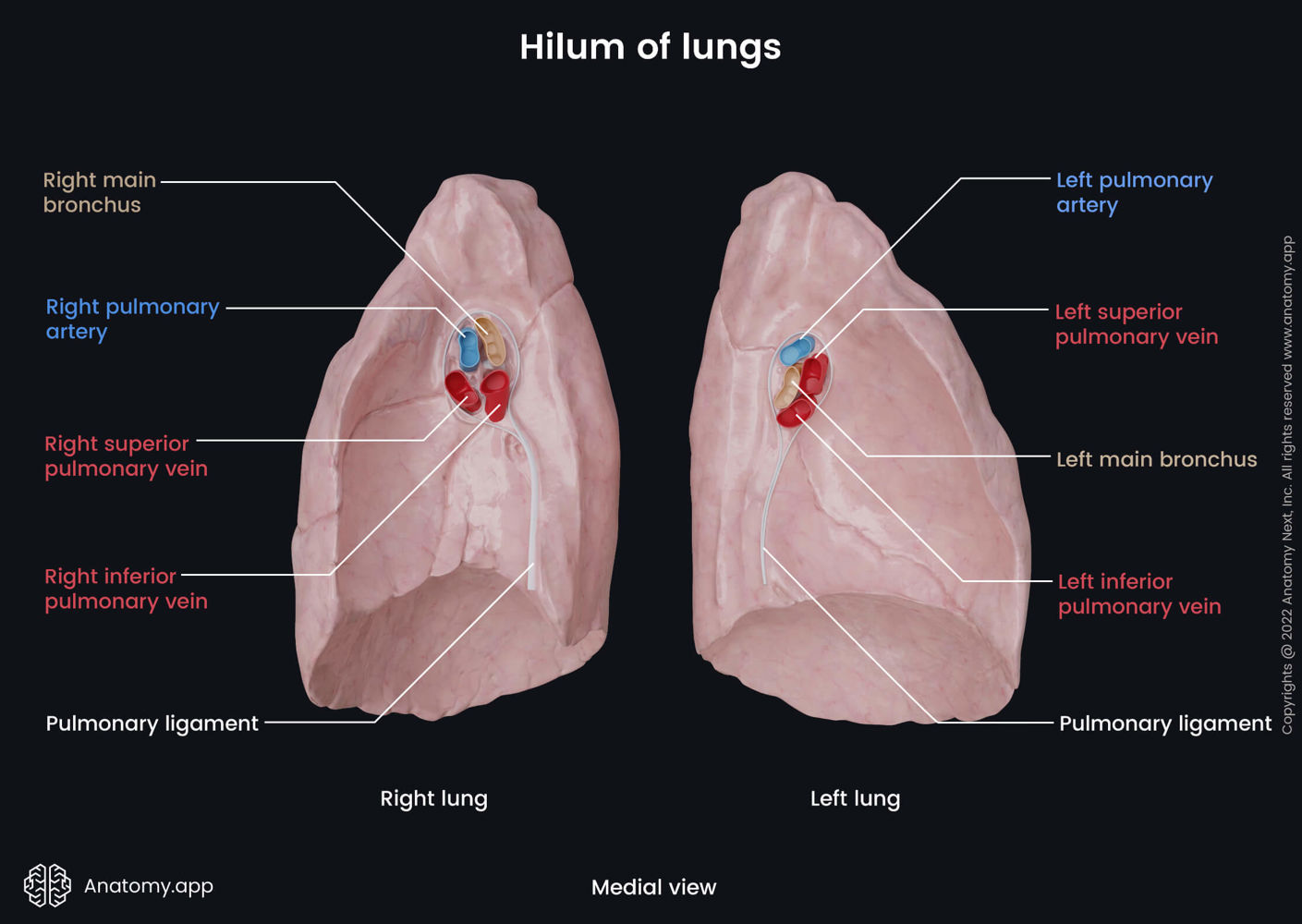 Hilum and root of lungs | Anatomy.app