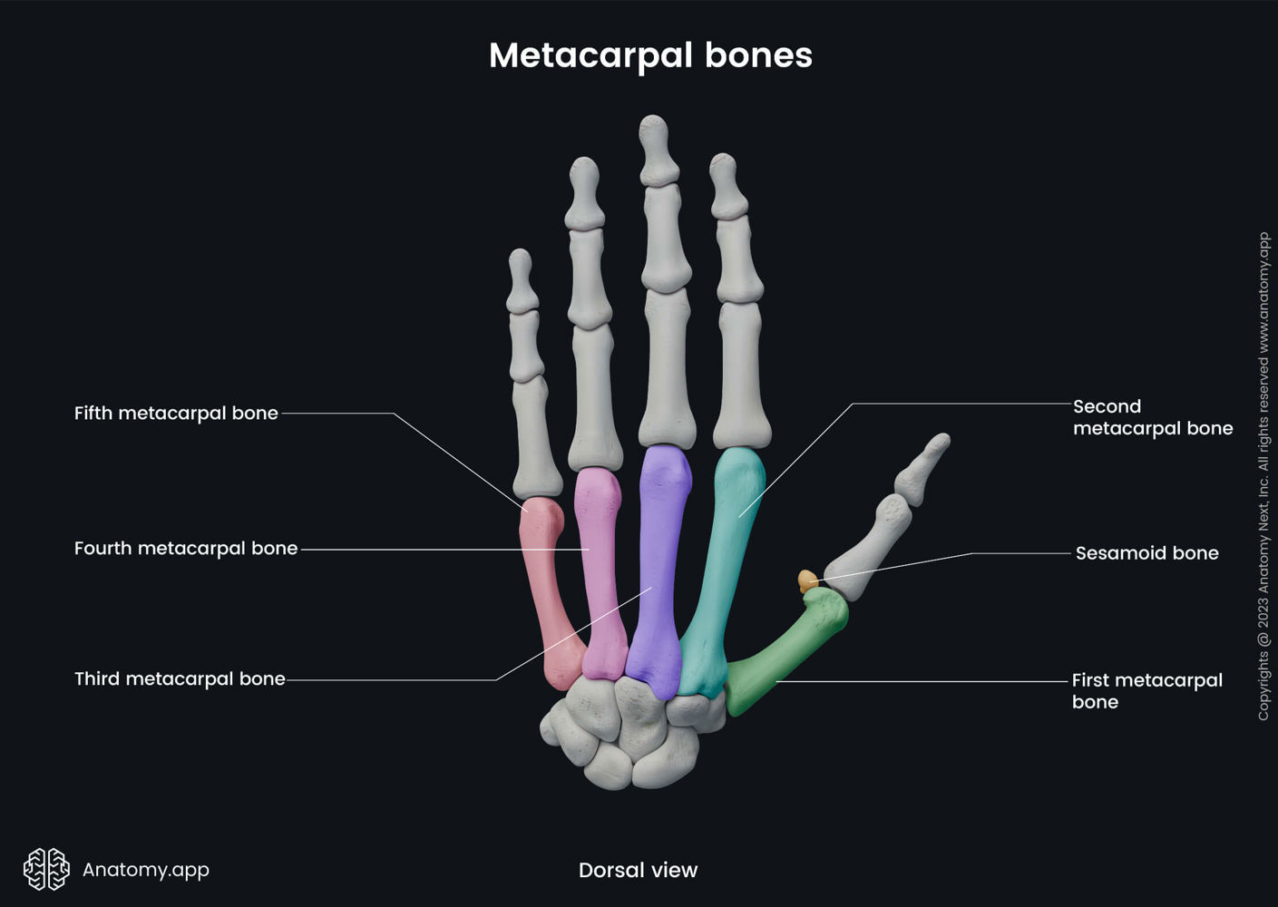 Metacarpal bones (dorsal view) | Anatomy.app