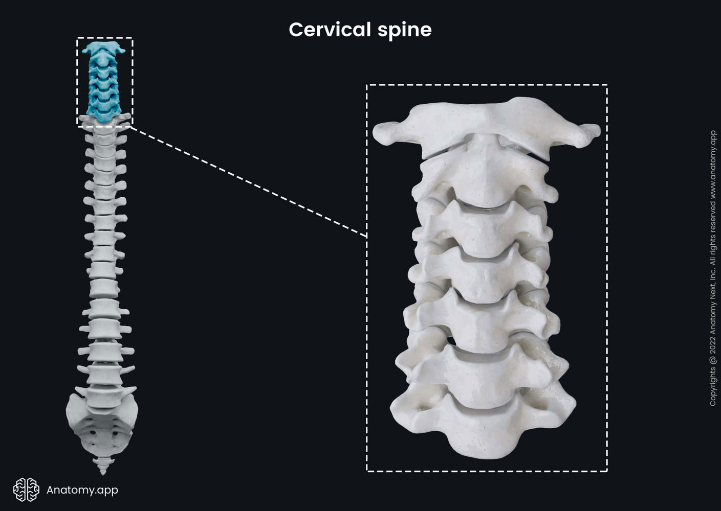 Cervical spine (without intervertebral discs) | Anatomy.app