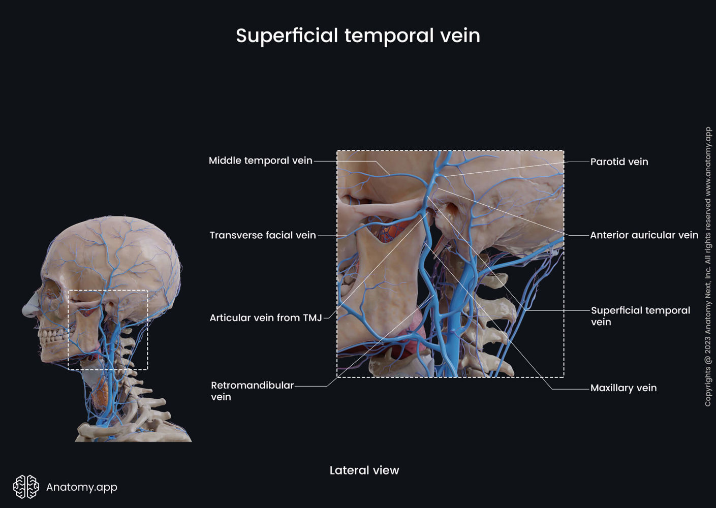 Superficial temporal vein and its tributaries | Anatomy.app