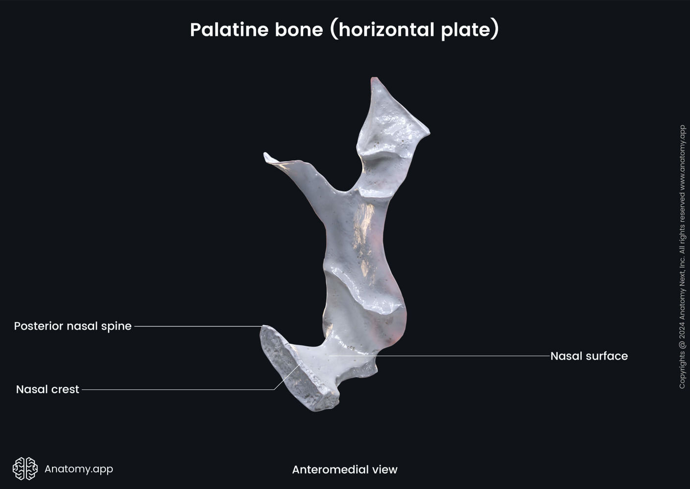Nasal surface of horizontal plate (palatine bone) | Anatomy.app