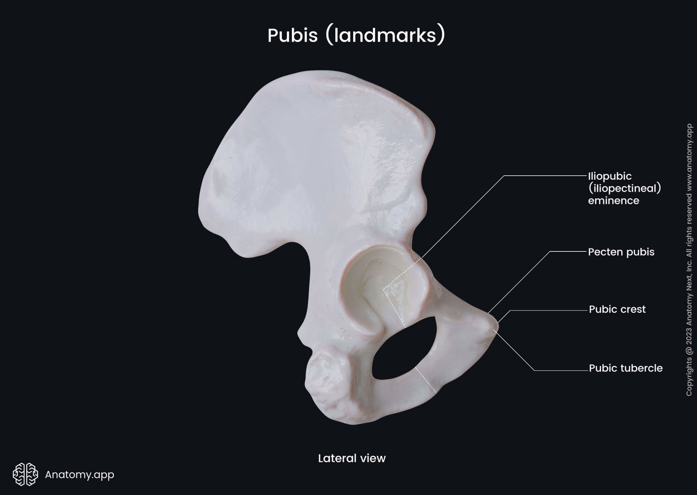 Landmarks of pubis (lateral view) | Anatomy.app