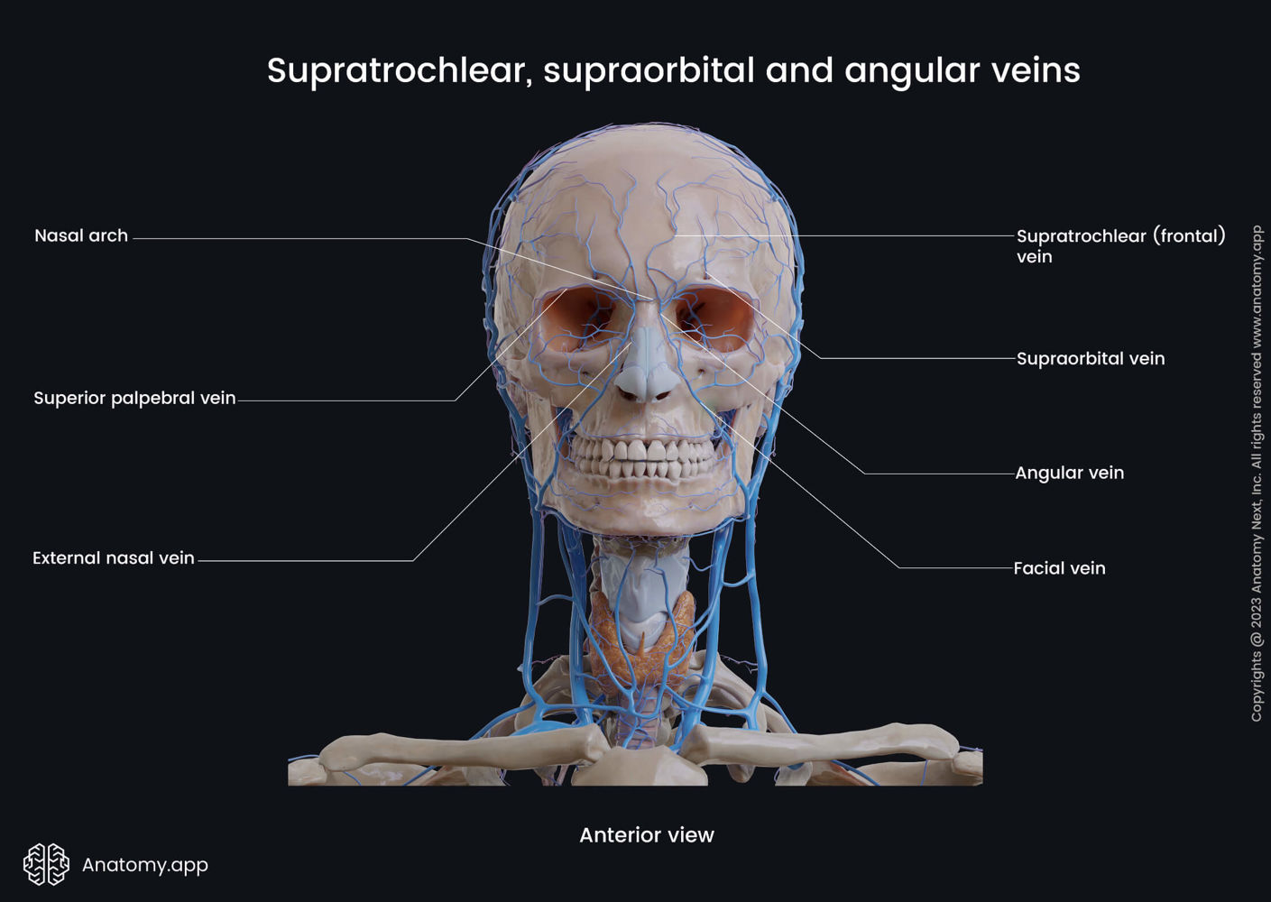 Supraorbital, supratrochlear, and angular veins | Anatomy.app
