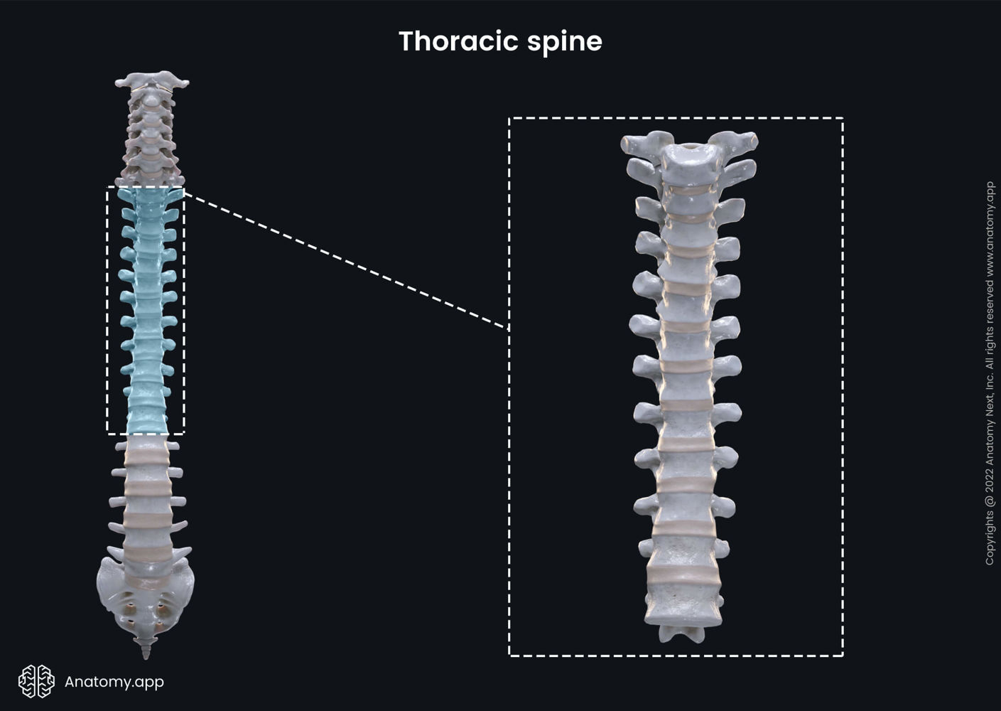Thoracic Spine With Intervertebral Discs Anatomy App