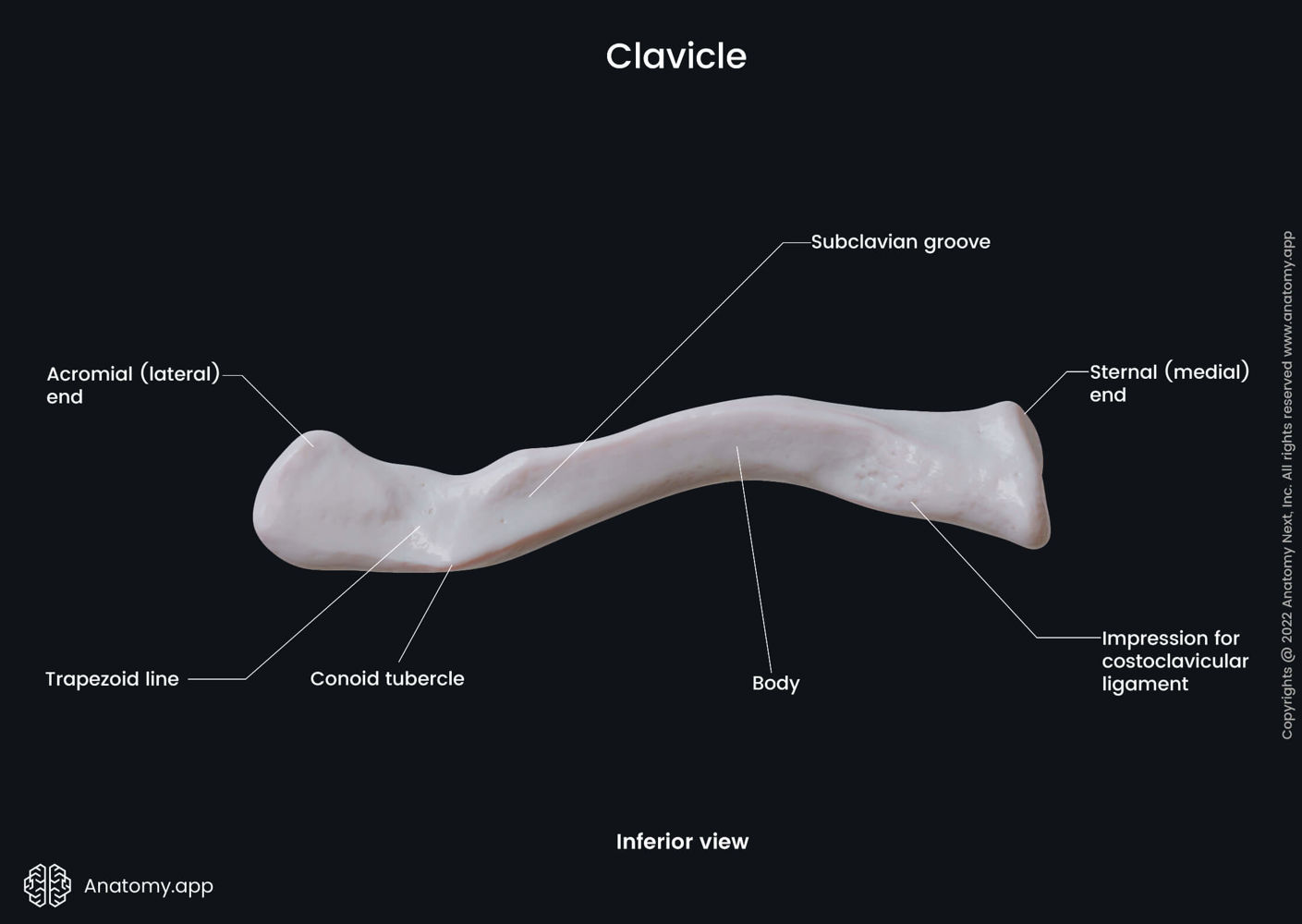 Landmarks of clavicle (inferior view) | Anatomy.app