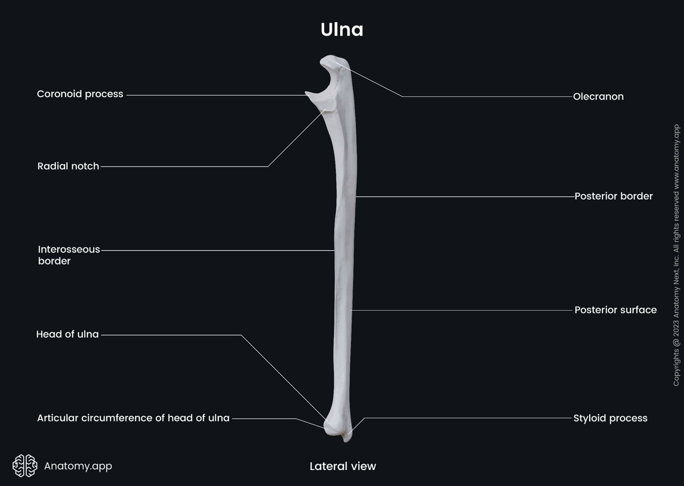 Ulna (lateral view) | Anatomy.app
