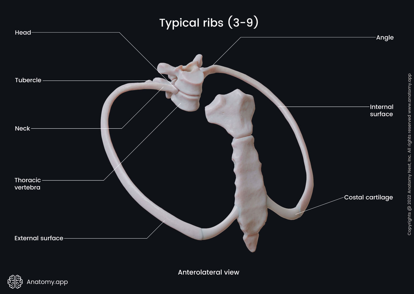 Attachments and landmarks of ribs | Anatomy.app