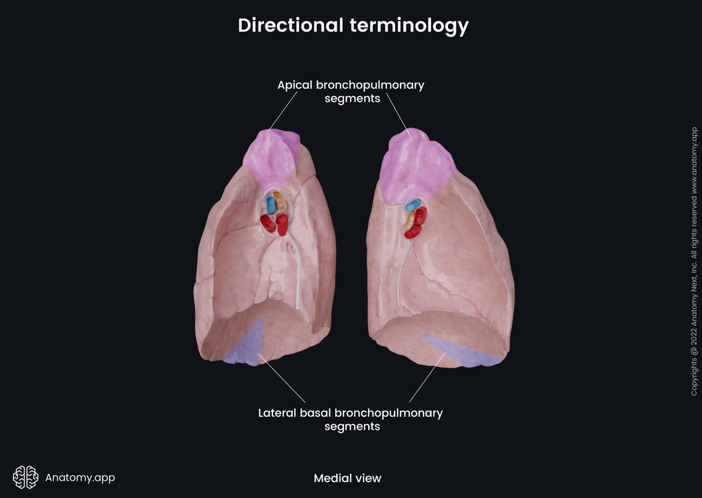 Directional terminology (apical, basal) | Anatomy.app