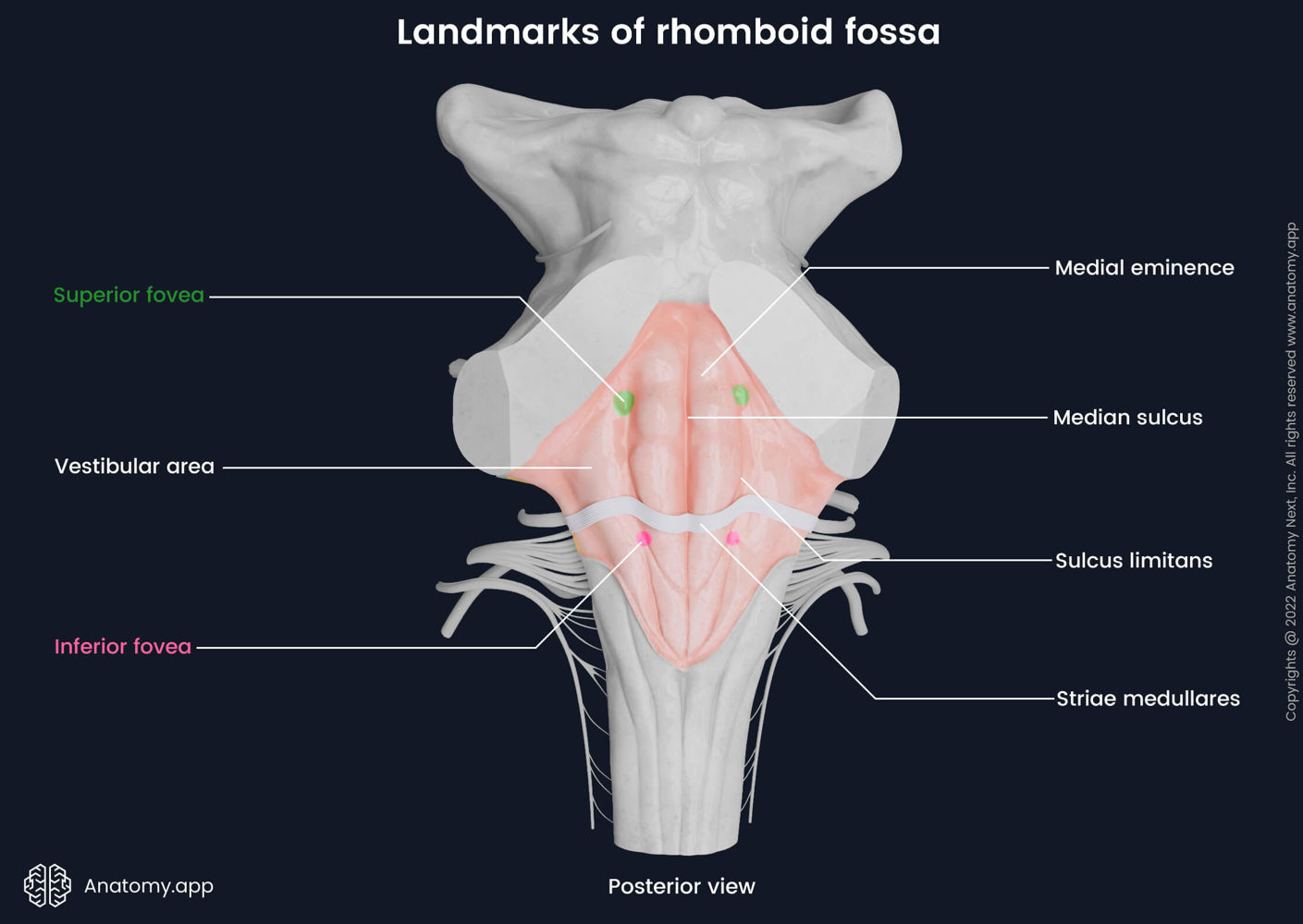 Landmarks of rhomboid fossa | Anatomy.app