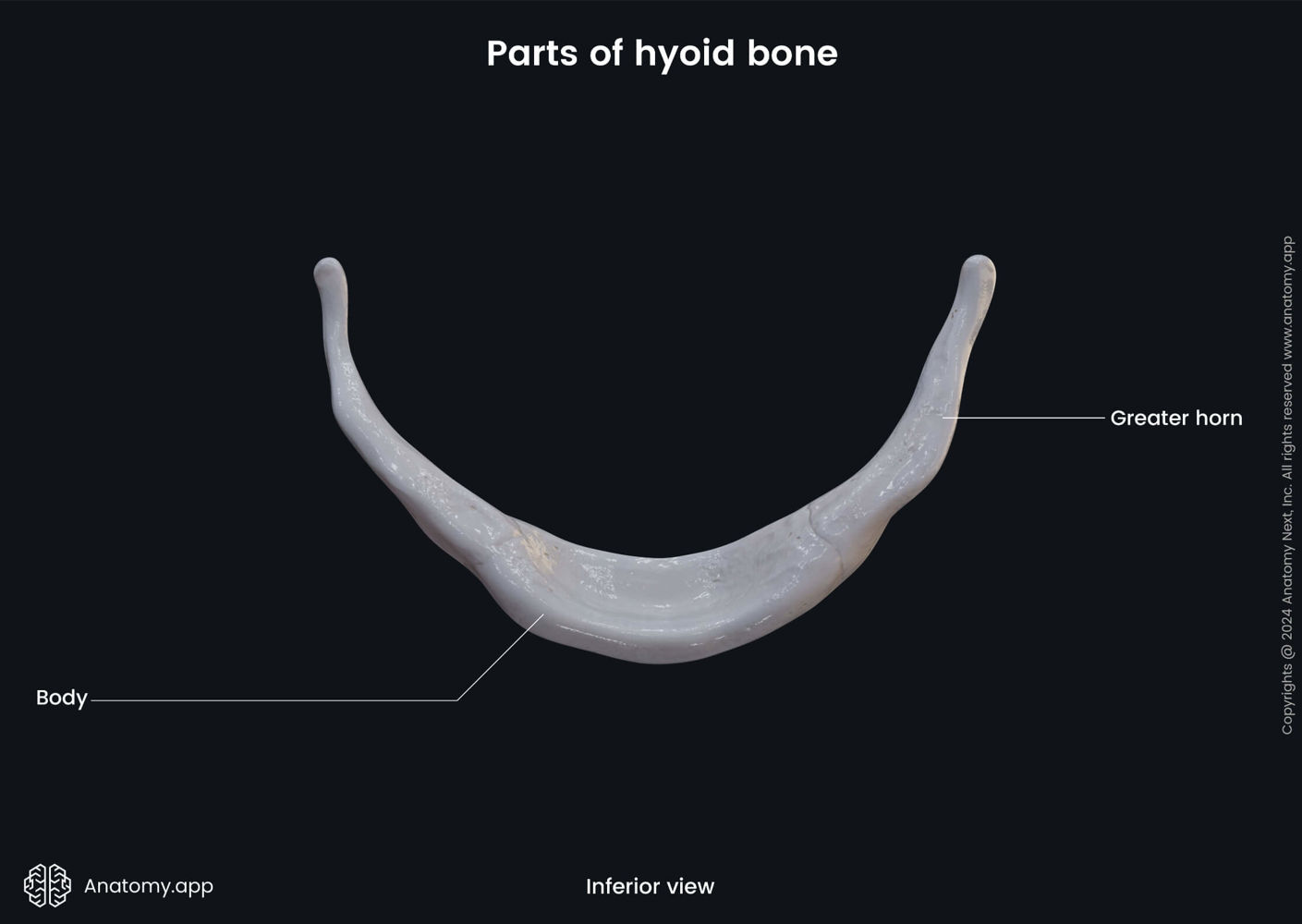 Parts of hyoid bone (inferior view) | Anatomy.app