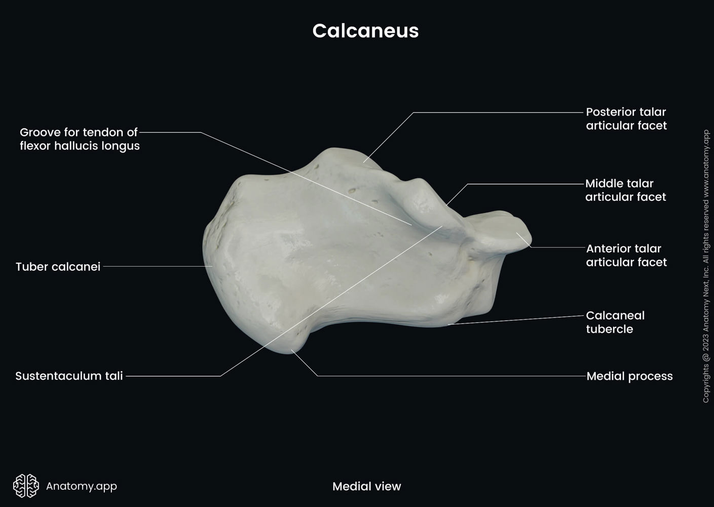Calcaneus (medial view) | Anatomy.app