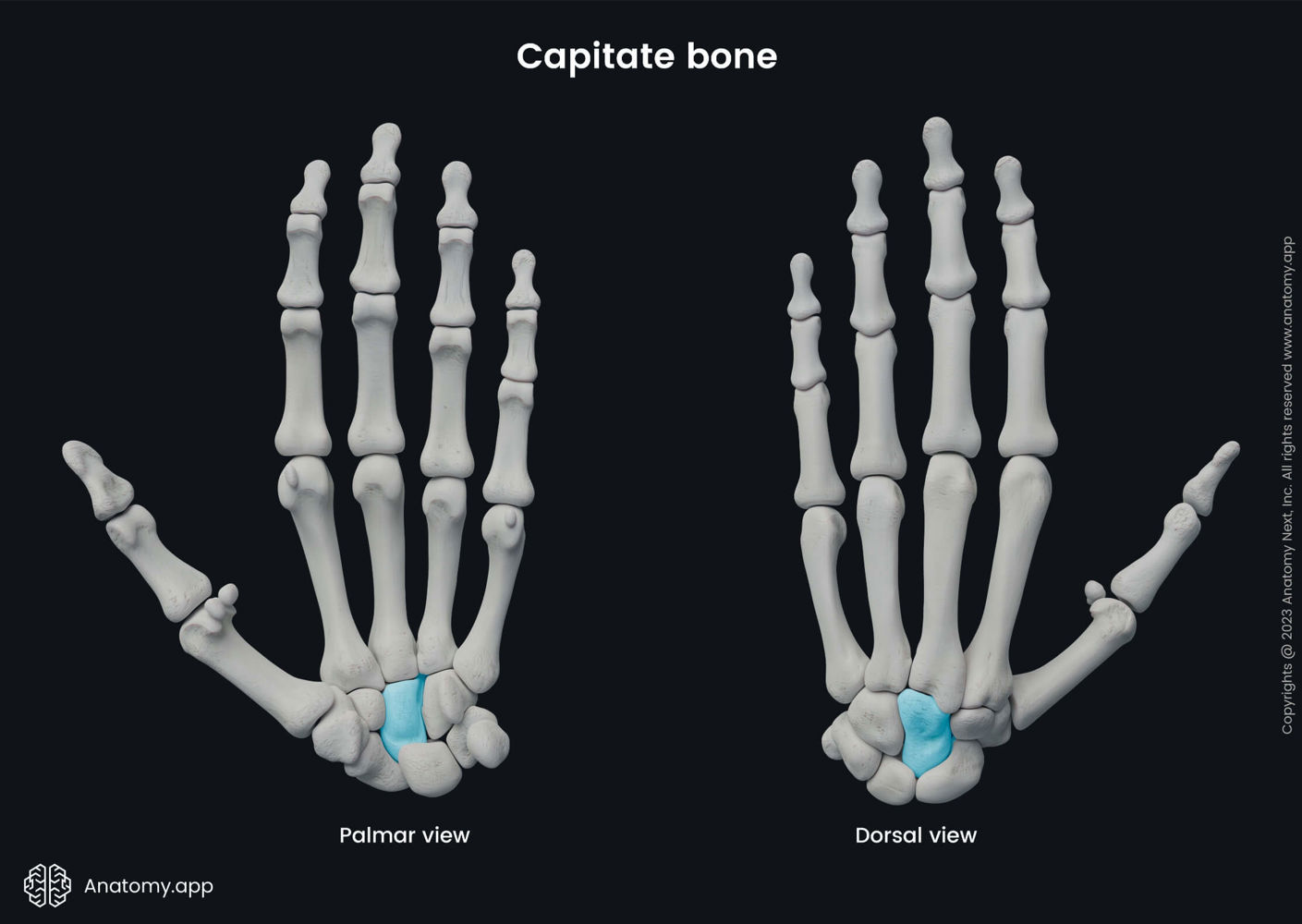 Capitate | Anatomy.app