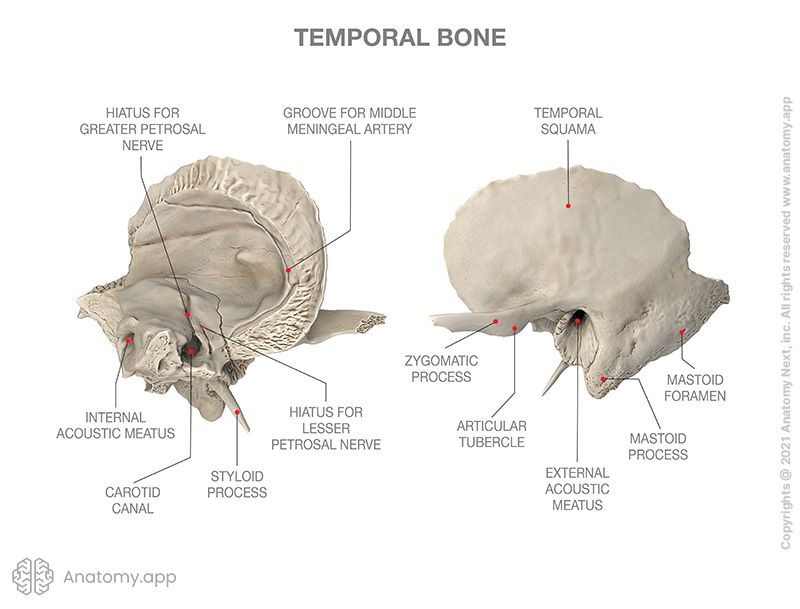 Landmarks of temporal bone (medial and lateral views) | Anatomy.app