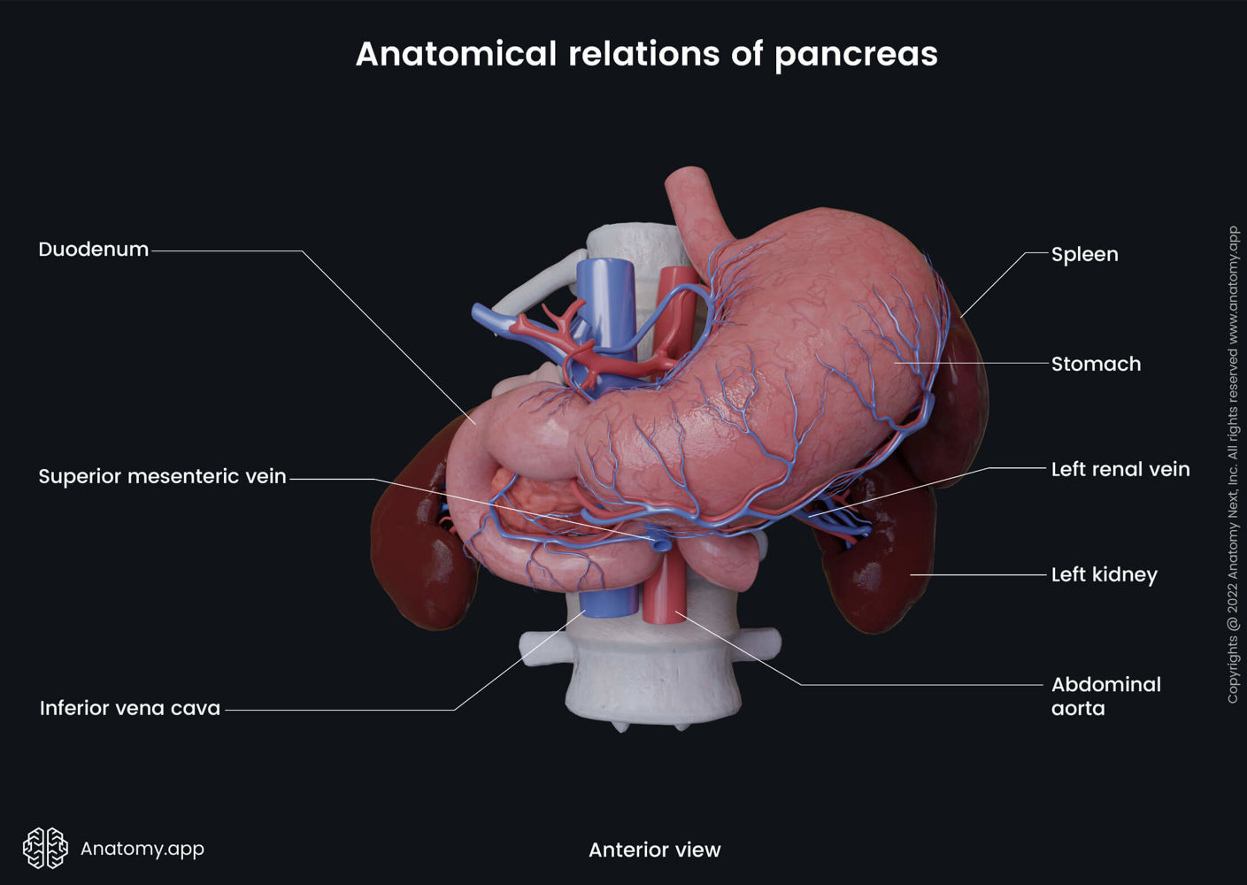 Anatomical relations of pancreas (anterior view) | Anatomy.app