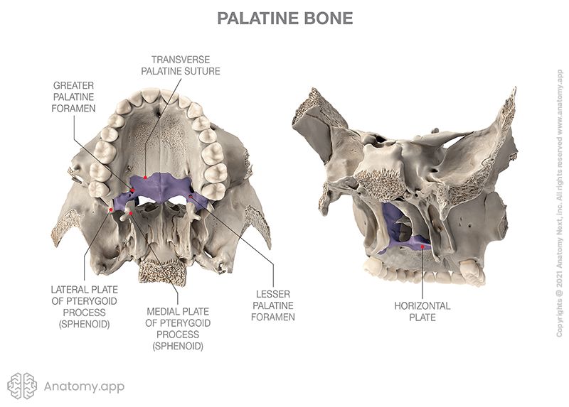 Palatine bone | Anatomy.app