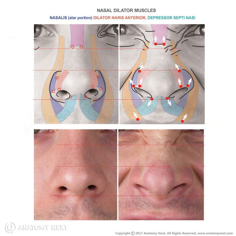 Action of nasal dilator muscles | Anatomy.app
