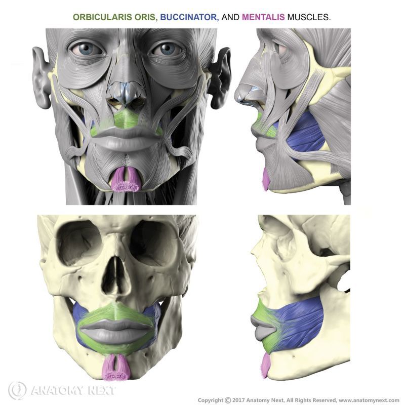 Orbicularis oris, buccinator and mentalis | Anatomy.app