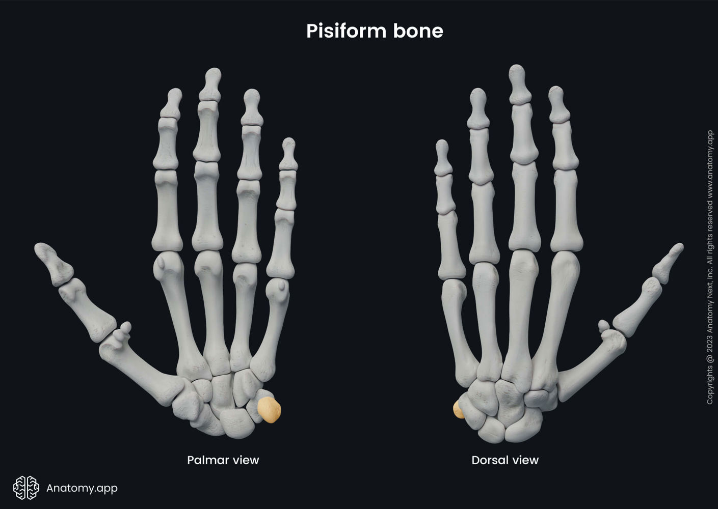Pisiform | Anatomy.app