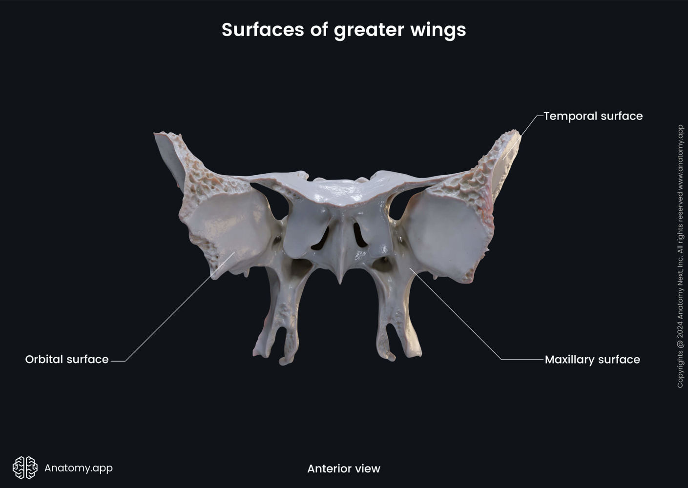 Surfaces of greater wings (sphenoid) | Anatomy.app