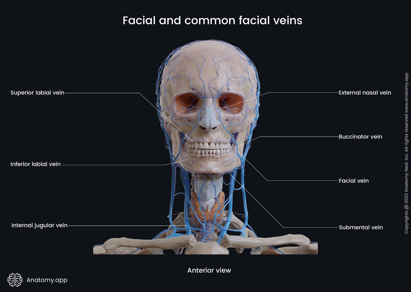 Facial and common facial veins (anterior view) | Anatomy.app