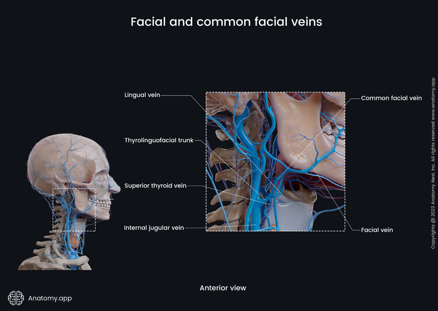Thyrolinguofacial trunk | Anatomy.app