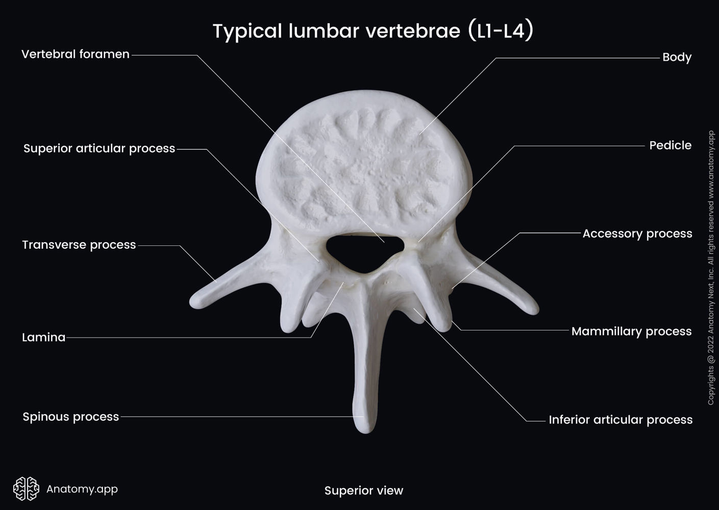 Superior view of typical lumbar vertebrae (L1-L4) | Anatomy.app