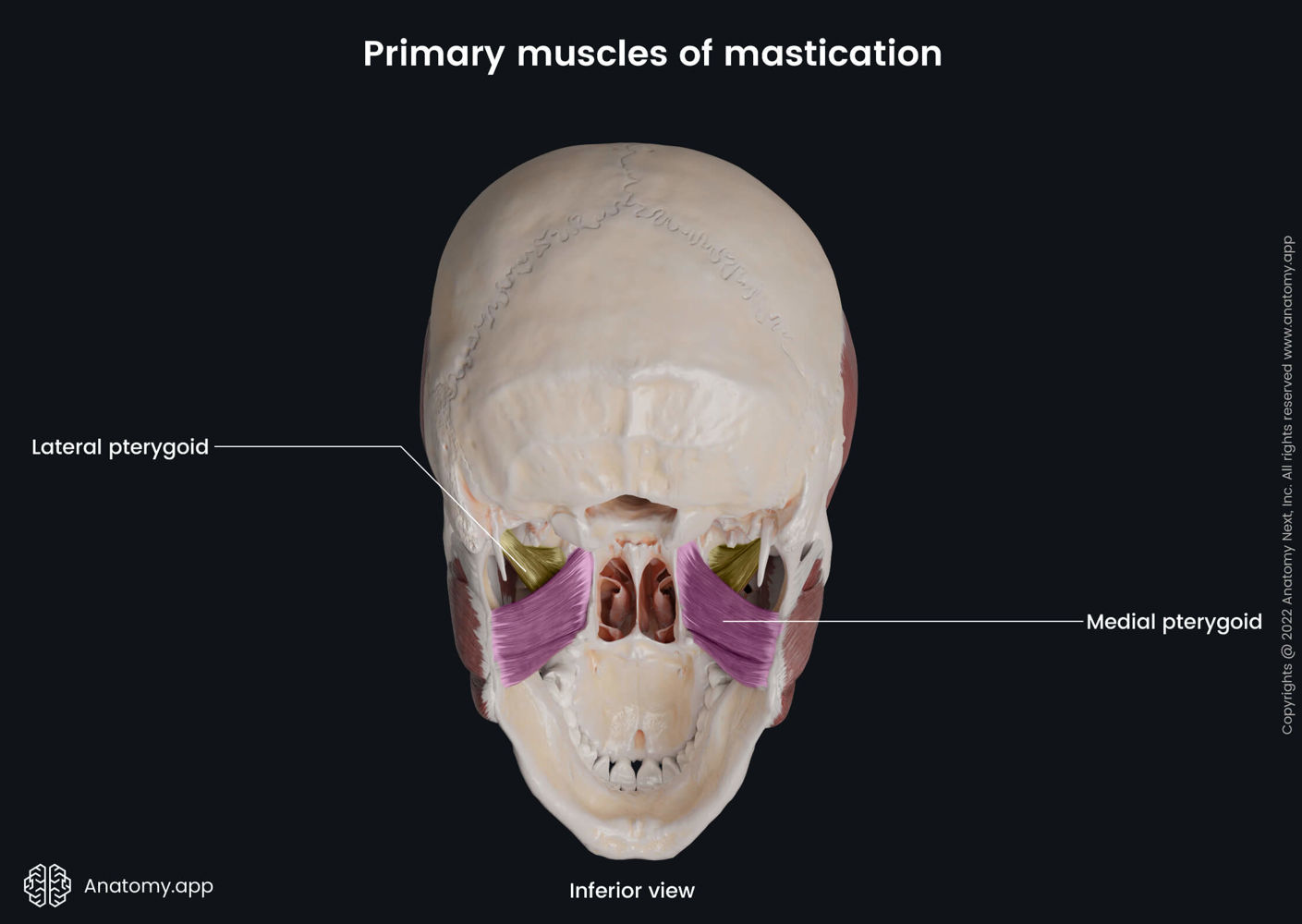 Primary muscles of mastication (medial and lateral pterygoids ...