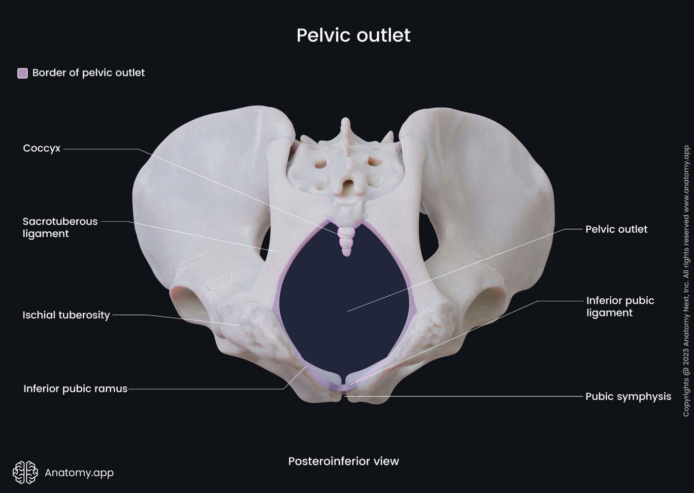 Pelvic outlet | Anatomy.app