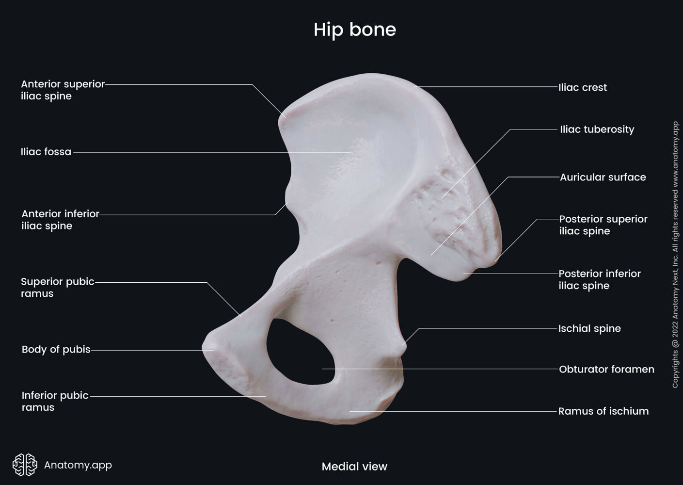Medial view of hip bone | Anatomy.app