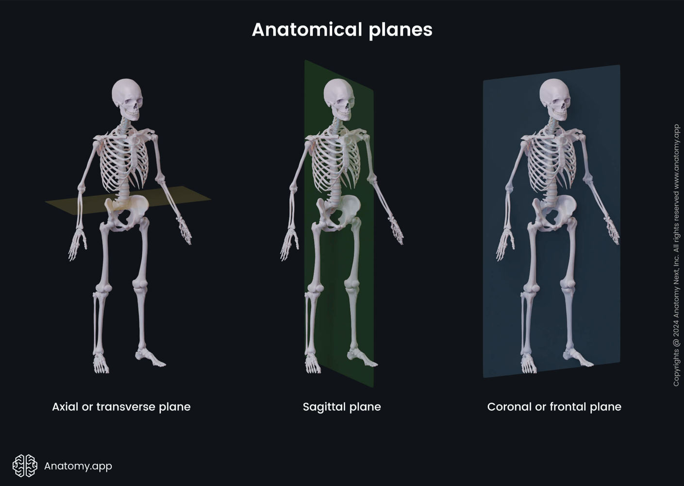 Anatomical planes | Anatomy.app