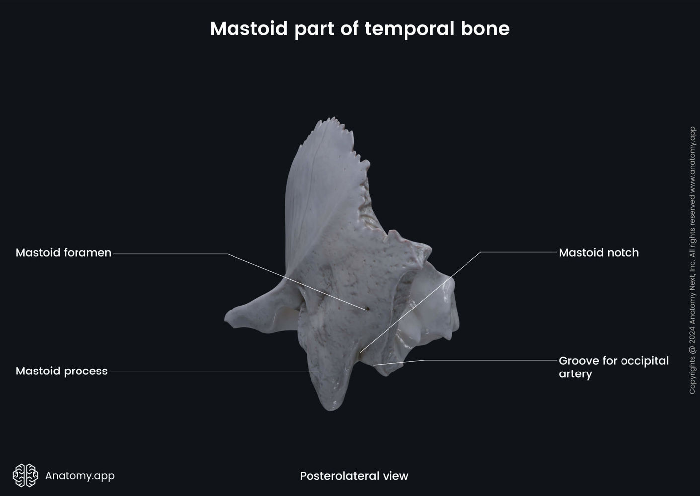 Mastoid part of temporal bone (posterolateral view) | Anatomy.app