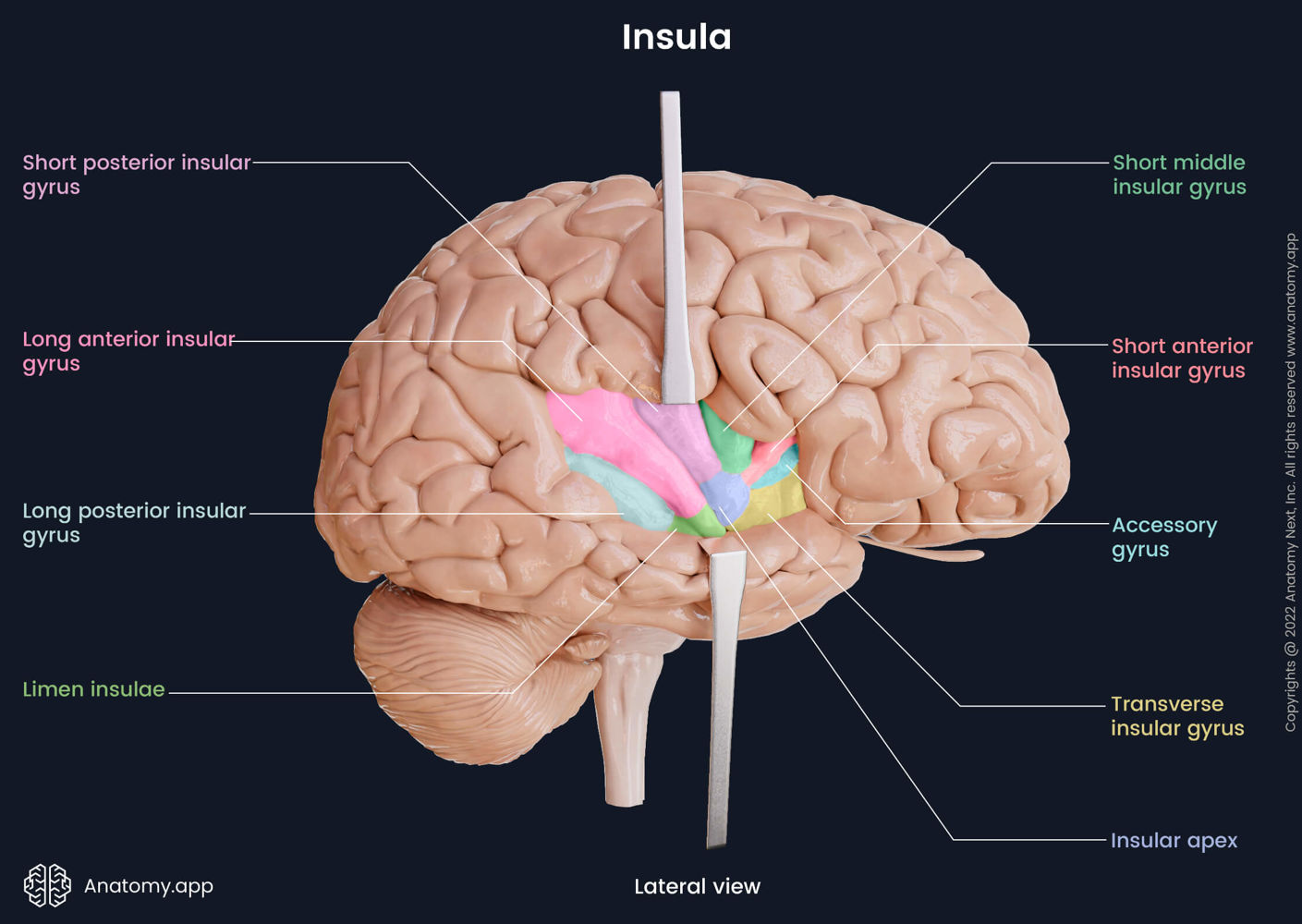 Gyri of insula | Anatomy.app