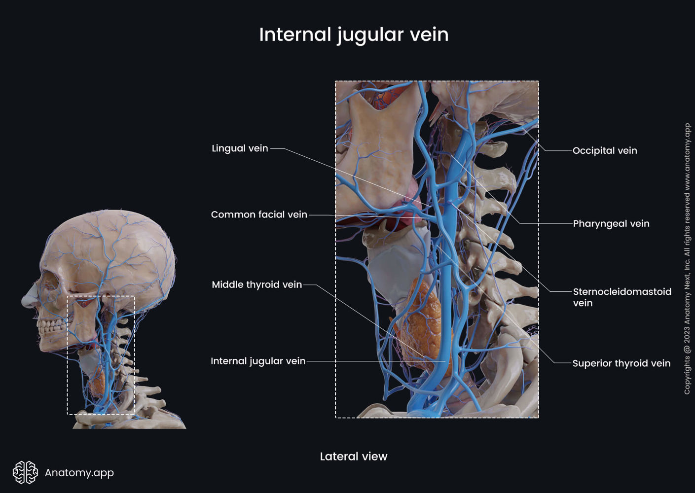 Internal jugular vein and its tributaries | Anatomy.app