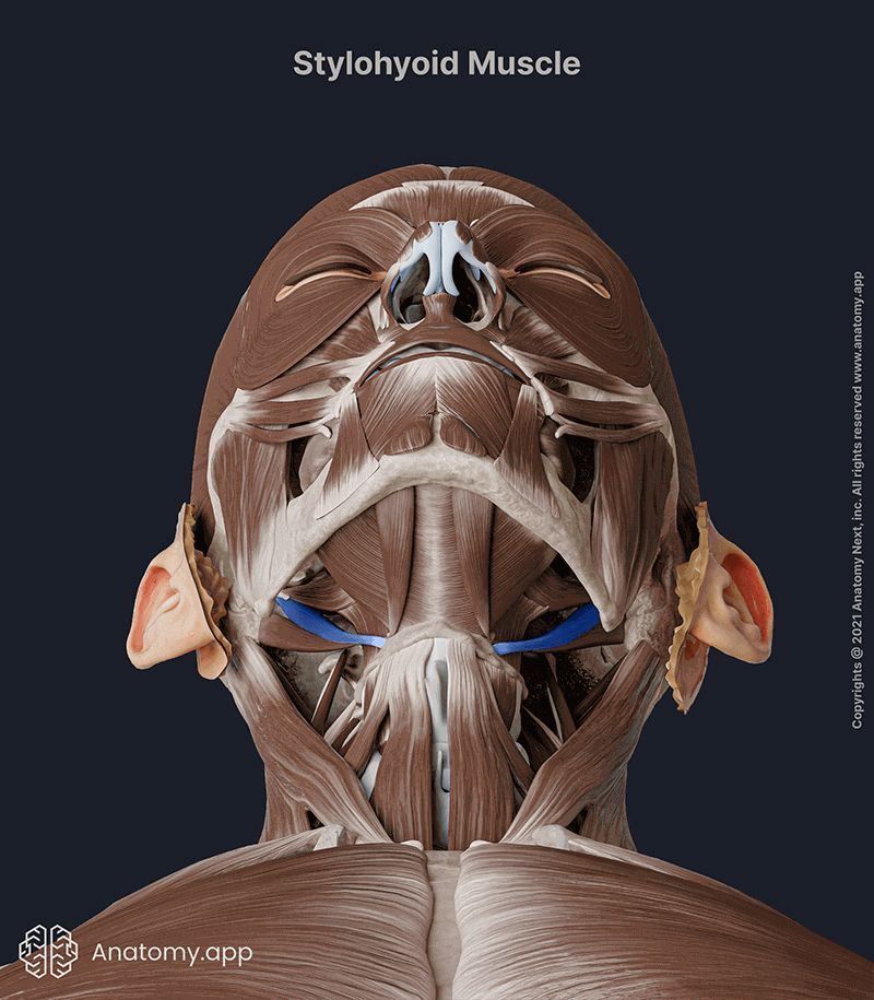 Stylohyoid muscle | Anatomy.app