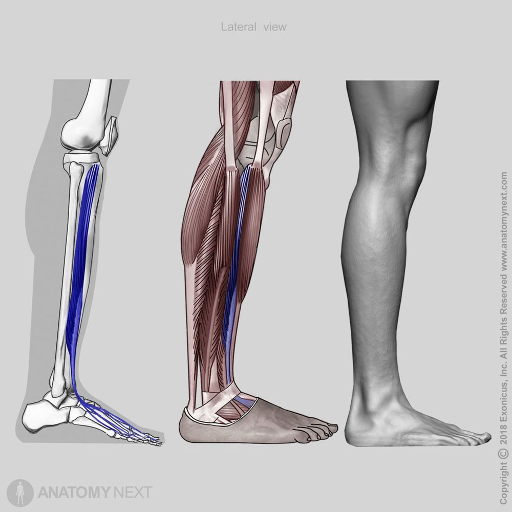 Origin and insertion of extensor digitorum longus | Anatomy.app