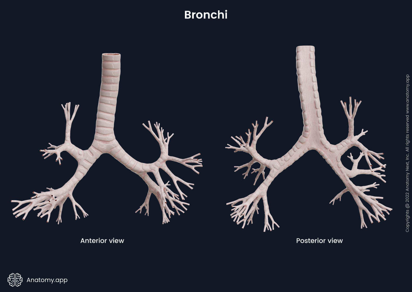 Bronchi | Anatomy.app