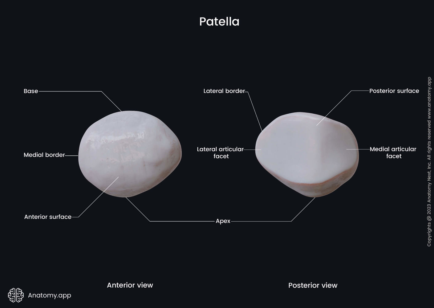 Landmarks of patella | Anatomy.app