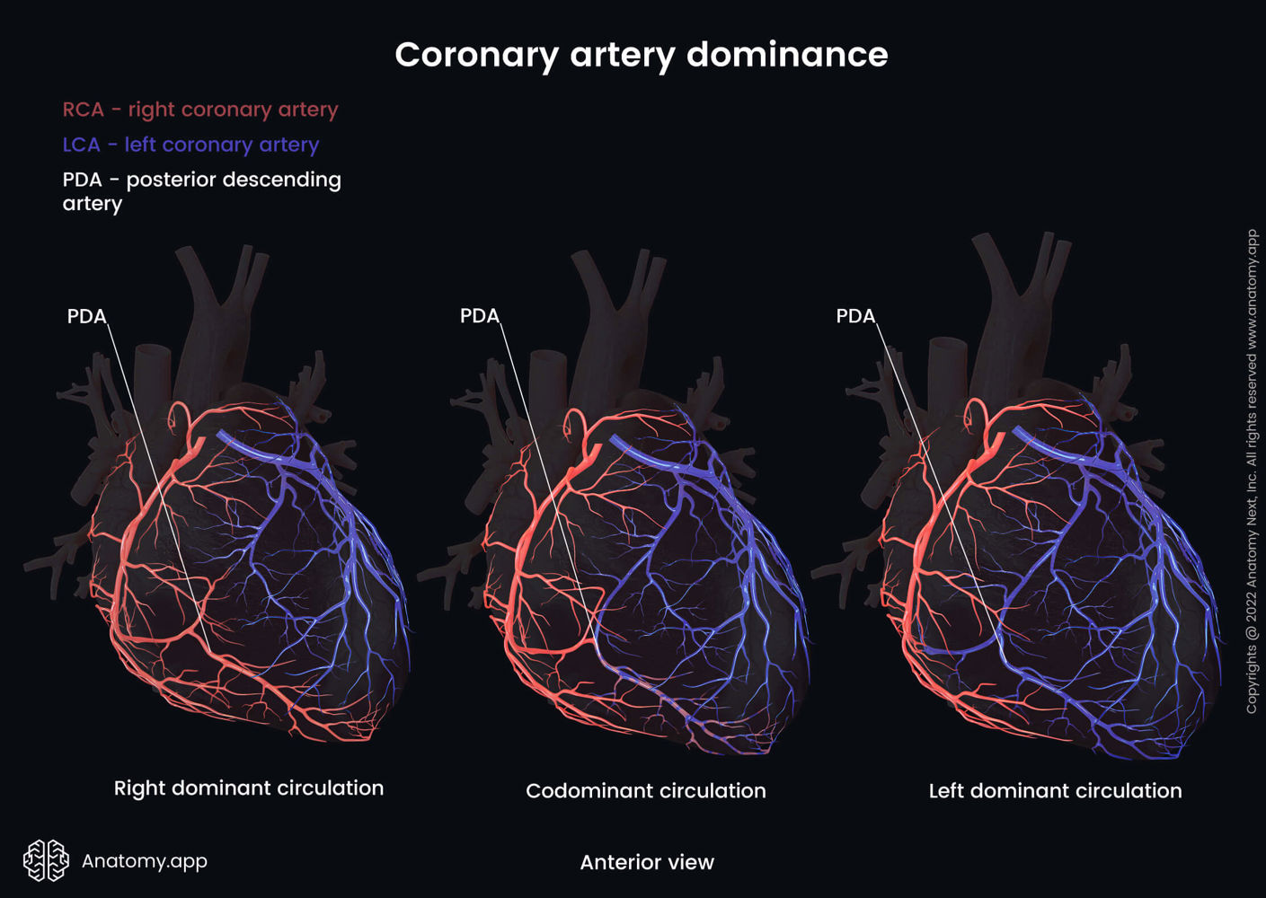 Coronary artery dominance | Media Library | Anatomy.app | Learn anatomy | 3D models, articles ...