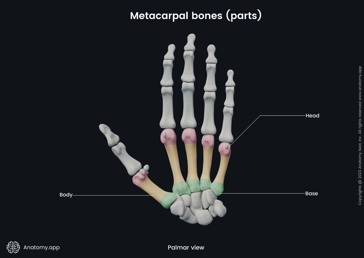 Parts of metacarpal bones (palmar view) | Anatomy.app