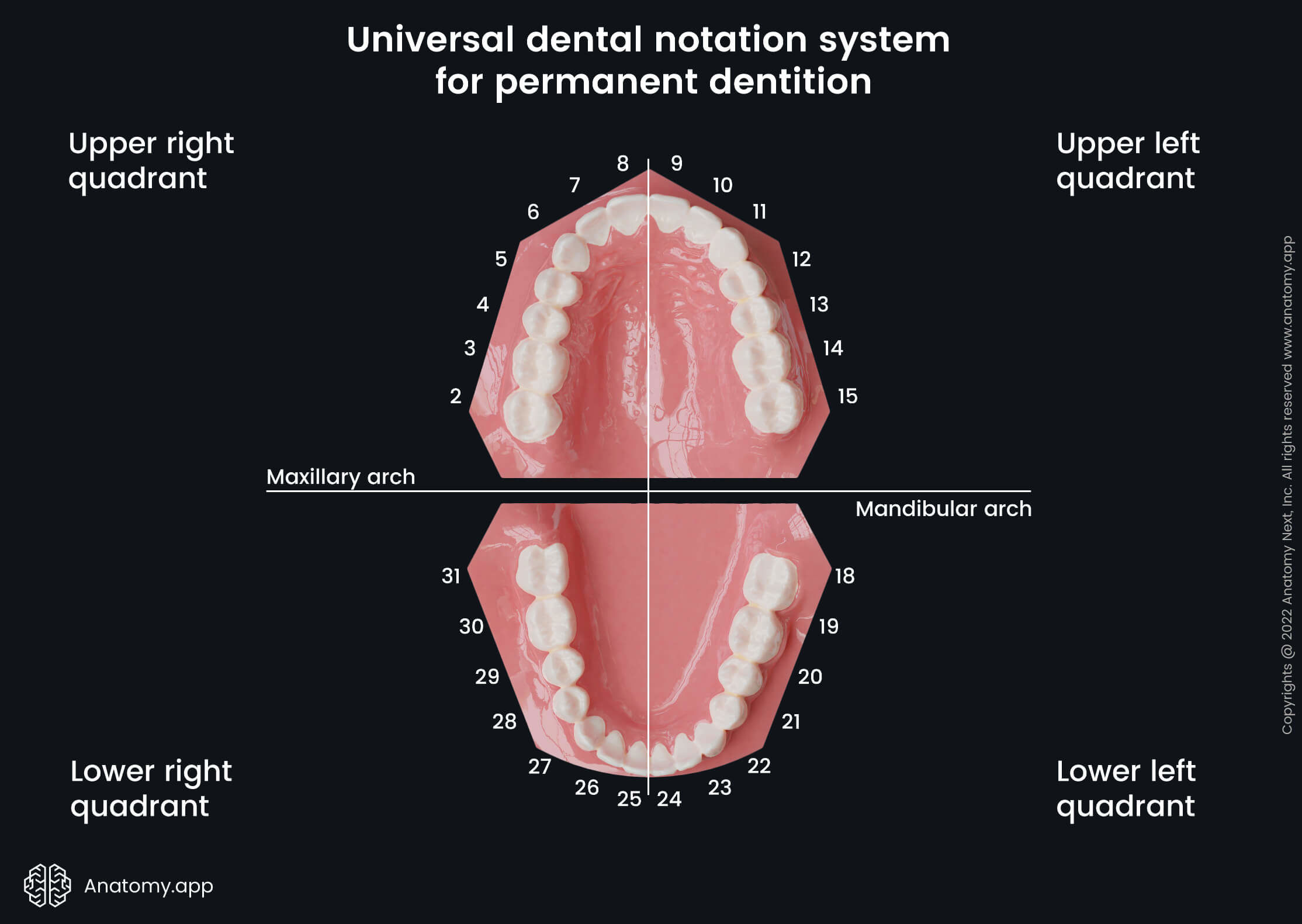 Dental Notation Systems Anatomy app