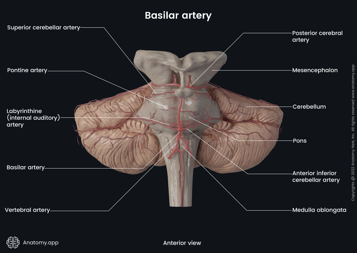 Basilar artery and its branches | Anatomy.app