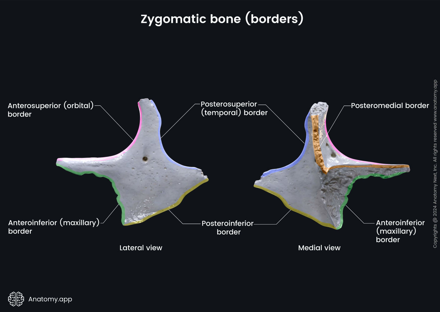 Zygomatic bone (borders) | Anatomy.app