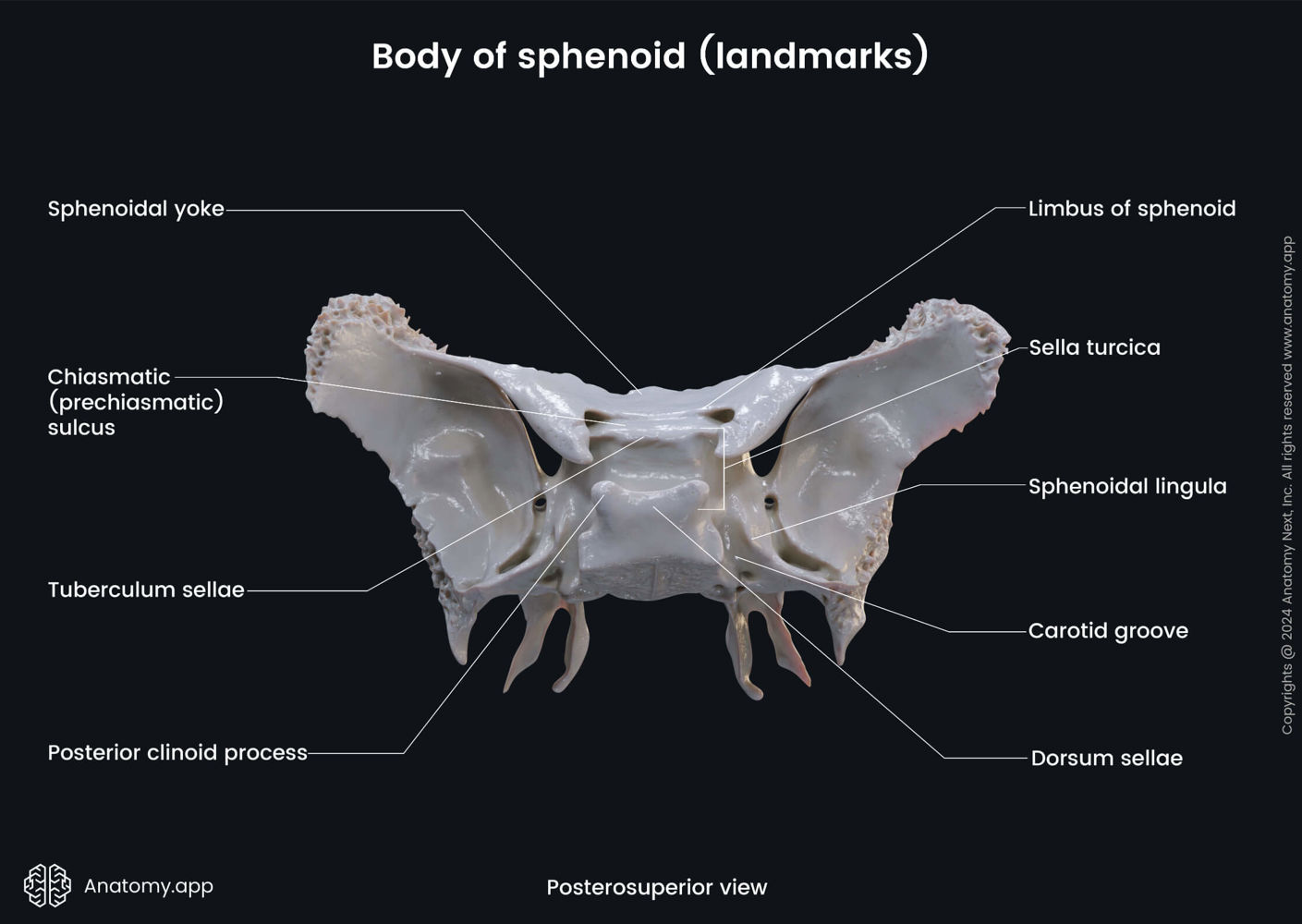 Body of sphenoid (landmarks) | Anatomy.app