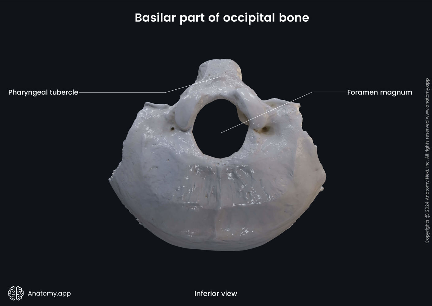 Basilar part of occipital bone (inferior view) | Anatomy.app